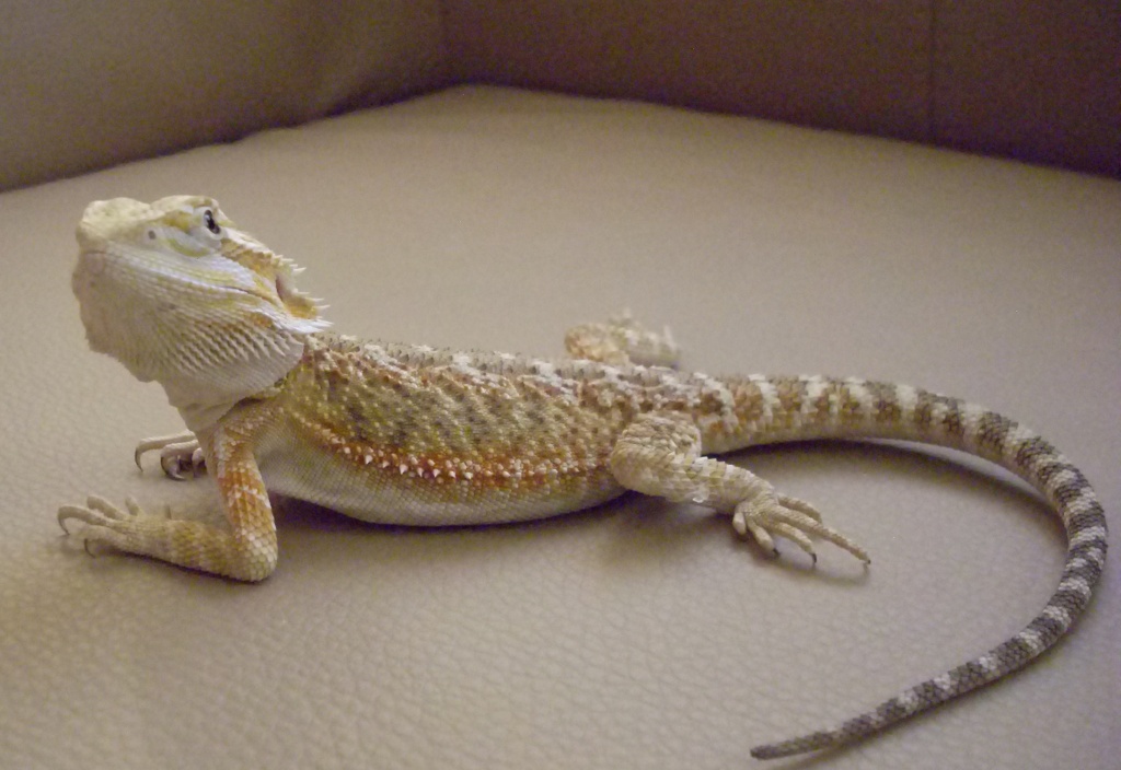 Bartagame Kleinanzeigen | Bartagame Annoncen | Bartagame Inserate | Bartagame Anzeigenmarkt ...