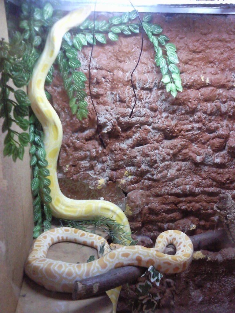 Schlangen Kleinanzeigen | Schlangen Annoncen | Schlangen Inserate | Schlangen Anzeigenmarkt ...