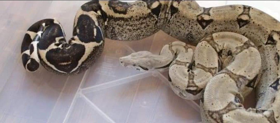 Schlangen Kleinanzeigen | Schlangen Annoncen | Schlangen Inserate | Schlangen Anzeigenmarkt ...
