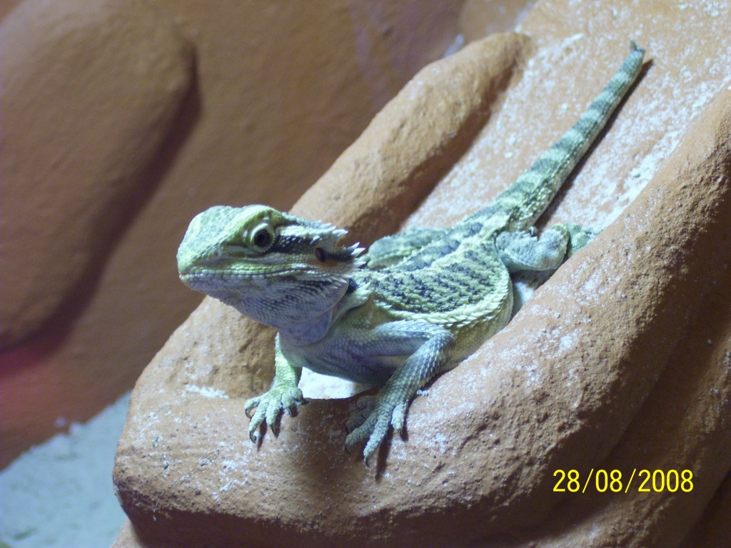 Bartagame Kleinanzeigen | Bartagame Annoncen | Bartagame Inserate | Bartagame Anzeigenmarkt ...