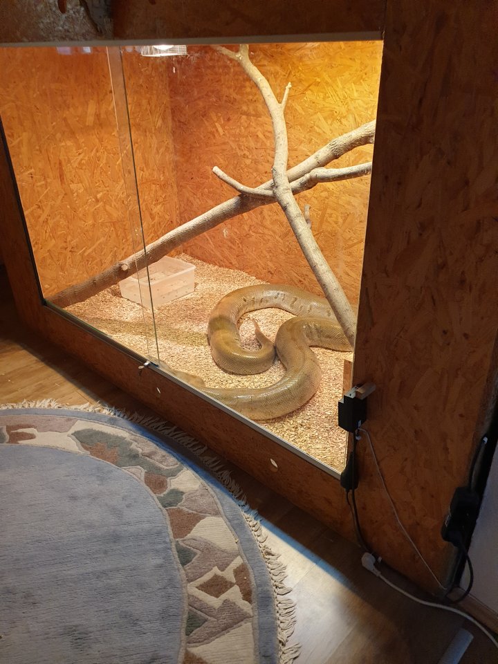 Schlangen Kleinanzeigen | Schlangen Annoncen | Schlangen Inserate | Schlangen Anzeigenmarkt ...