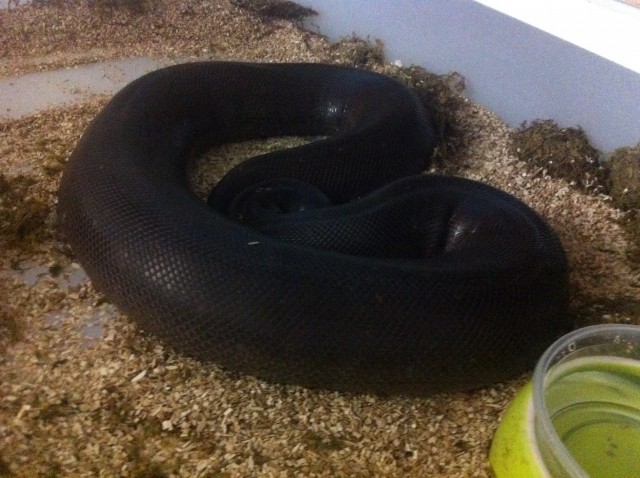 Schlangen Python Kleinanzeigen | Schlangen Python Annoncen | Schlangen Python Inserate ...