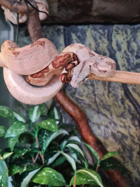 Boa constrictor imperator | reptilien-kleinanzeigen.net