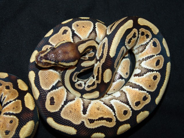 Schlangen Python Kleinanzeigen | Schlangen Python Annoncen | Schlangen Python Inserate ...