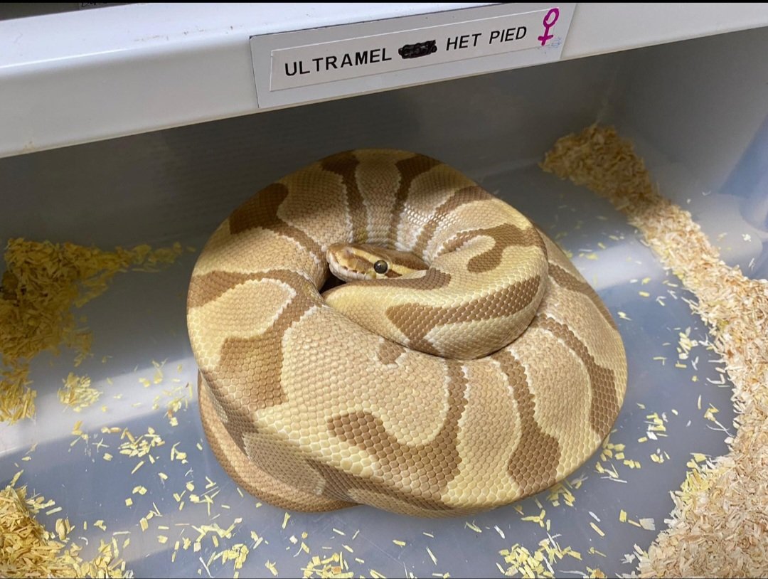 Schlangen Kleinanzeigen | Schlangen Annoncen | Schlangen Inserate | Schlangen Anzeigenmarkt ...