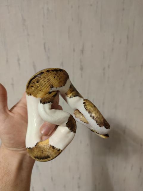 Schlangen Python Kleinanzeigen | Schlangen Python Annoncen | Schlangen Python Inserate ...