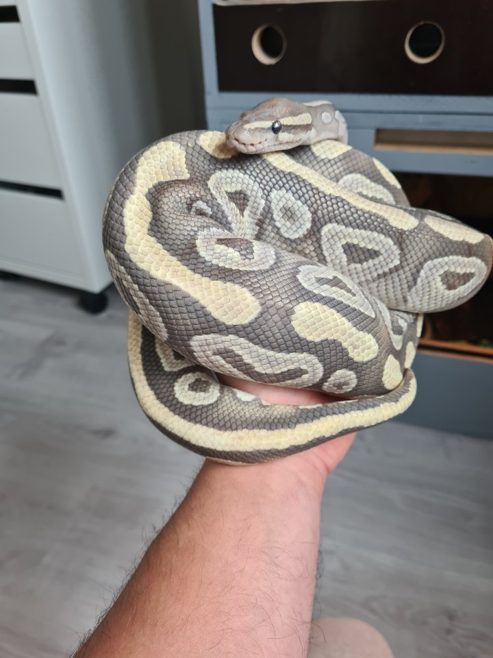 Schlangen Kleinanzeigen | Schlangen Annoncen | Schlangen Inserate | Schlangen Anzeigenmarkt ...