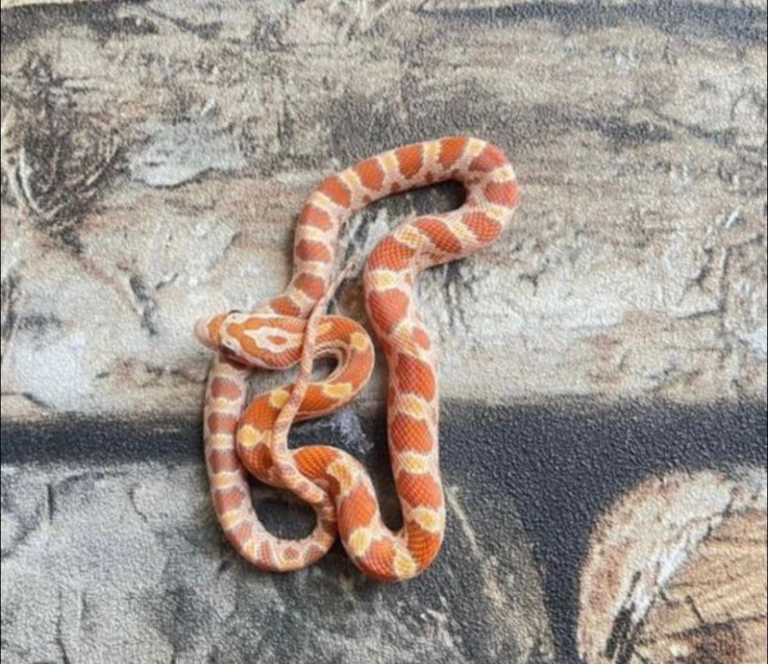 Schlangen Kleinanzeigen | Schlangen Annoncen | Schlangen Inserate | Schlangen Anzeigenmarkt ...