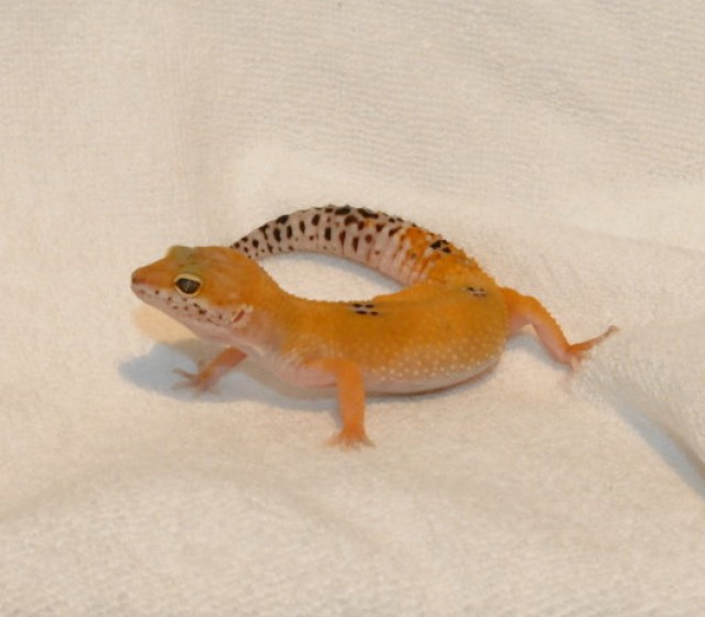 Gecko Kleinanzeigen | Gecko Annoncen | Gecko Inserate | Gecko ...