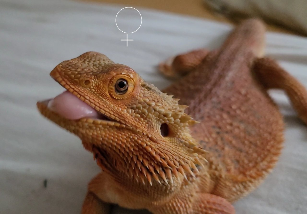 Bartagame Kleinanzeigen | Bartagame Annoncen | Bartagame Inserate | Bartagame Anzeigenmarkt ...