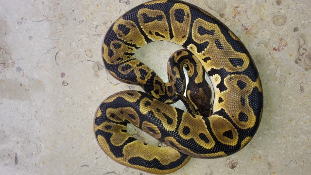 Schlangen Python Kleinanzeigen | Schlangen Python Annoncen | Schlangen Python Inserate ...