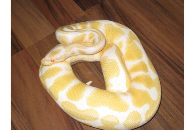 Schlangen Python Kleinanzeigen | Schlangen Python Annoncen | Schlangen Python Inserate ...