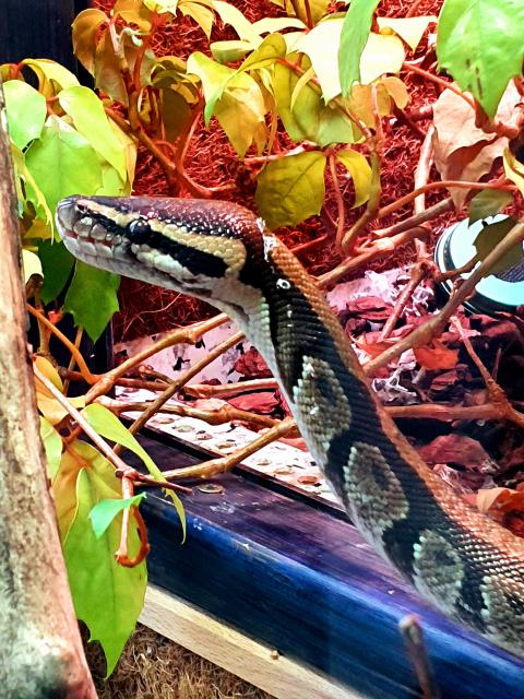 Schlangen Python Kleinanzeigen | Schlangen Python Annoncen | Schlangen Python Inserate ...