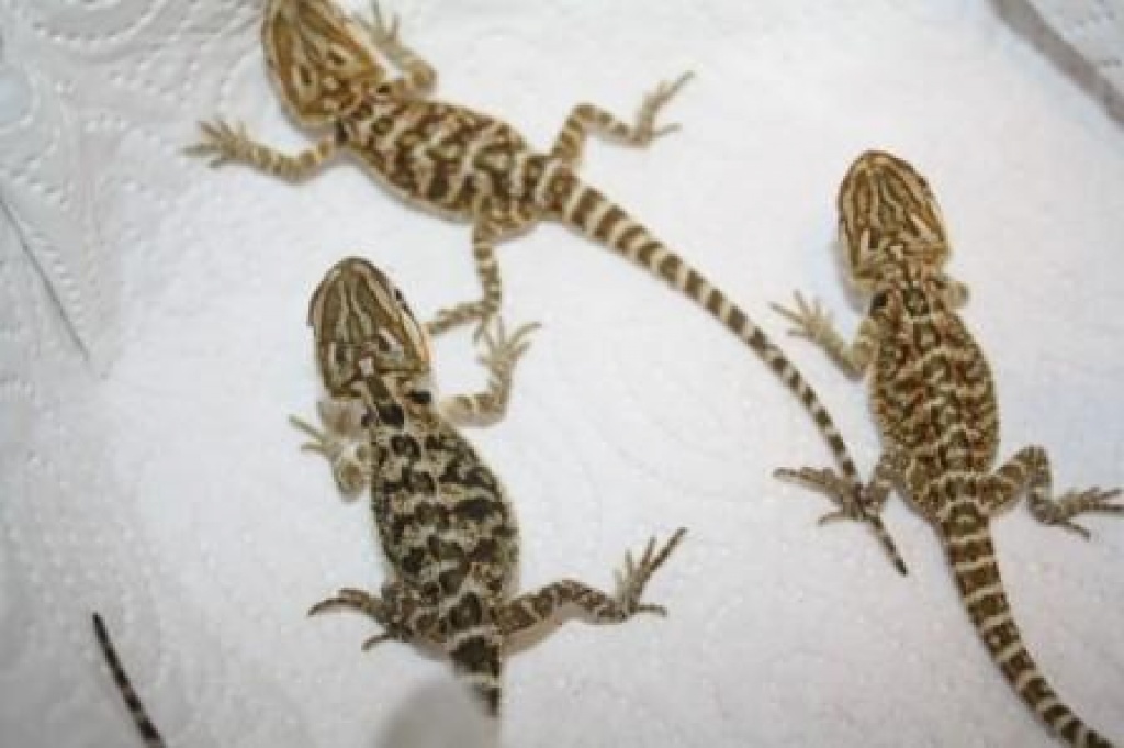 Bartagame Kleinanzeigen | Bartagame Annoncen | Bartagame Inserate | Bartagame Anzeigenmarkt ...