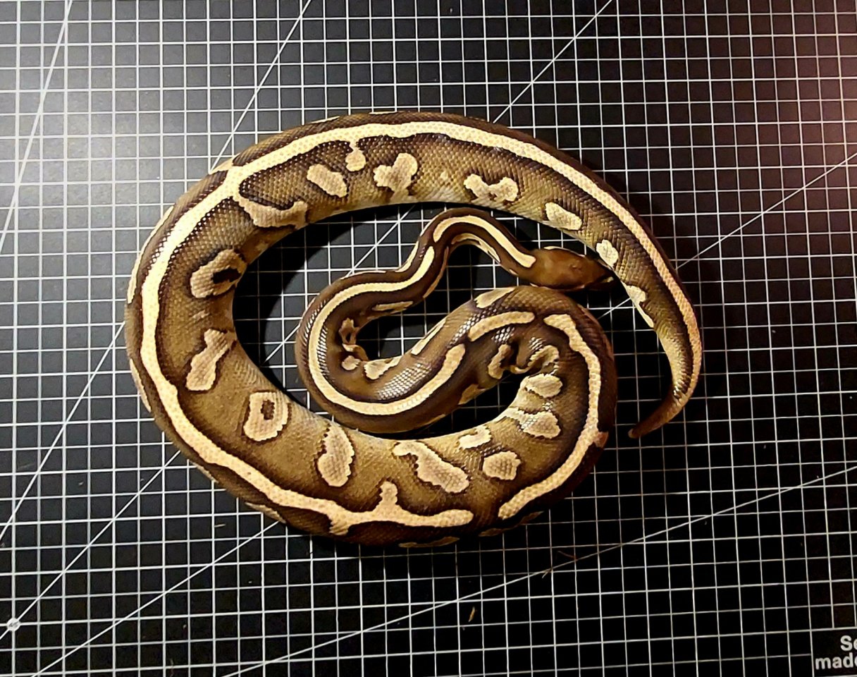 Schlangen Kleinanzeigen | Schlangen Annoncen | Schlangen Inserate | Schlangen Anzeigenmarkt ...