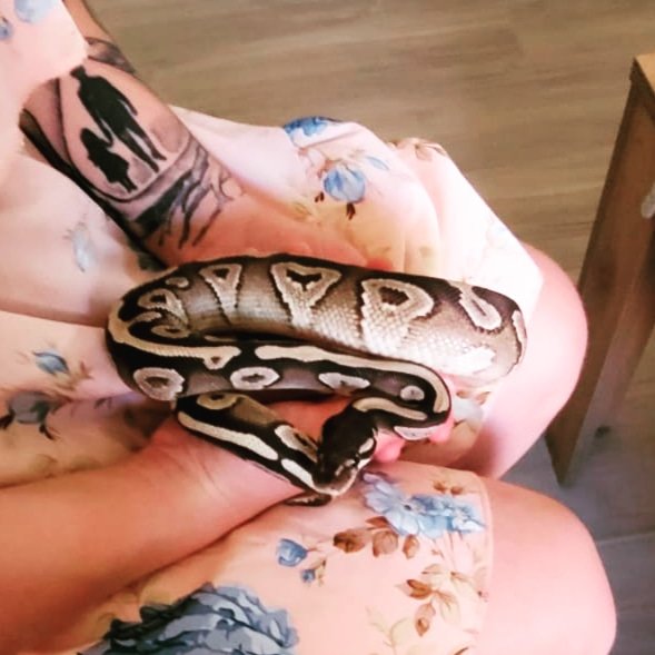 Schlangen Kleinanzeigen | Schlangen Annoncen | Schlangen Inserate | Schlangen Anzeigenmarkt ...