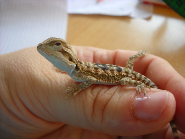 Bartagame Farbbartagame Kleinanzeigen | Bartagame Farbbartagame ...