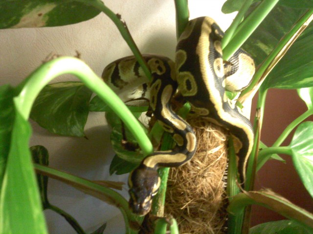 Schlangen Python Kleinanzeigen | Schlangen Python Annoncen | Schlangen Python Inserate ...